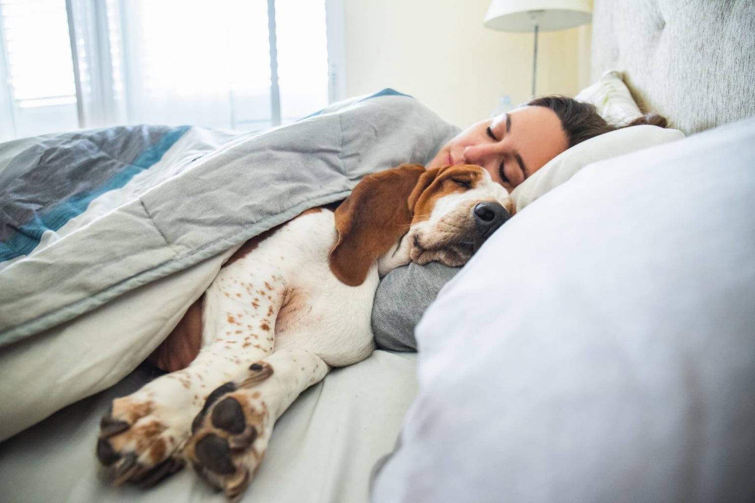 Addressing Barking and Howling in Basset Hounds - Basset Hound Foundation
